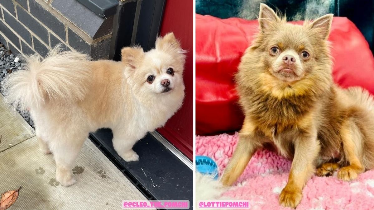 Tiny, Foxy, and Full of Personality: Meet the Pomchi!