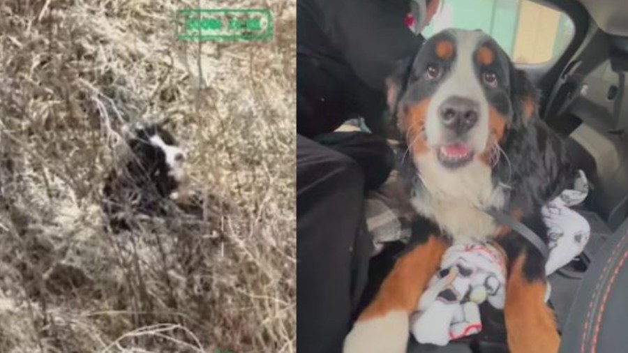 Drone helps find Charlie the dog after he was missing for nearly a week
