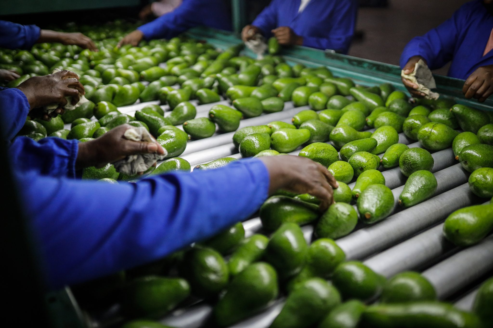 Morocco sees positive growth in avocado exports, aiming for record season