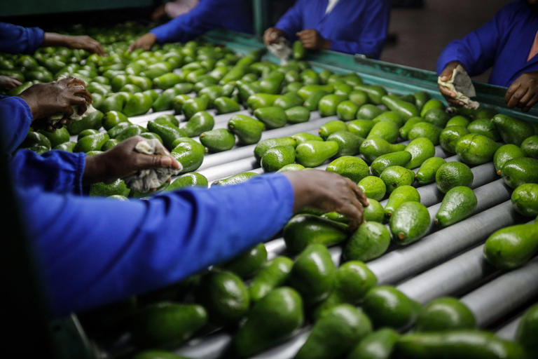 Moroccan avocado exports face heightened competition in 2025-2026 season