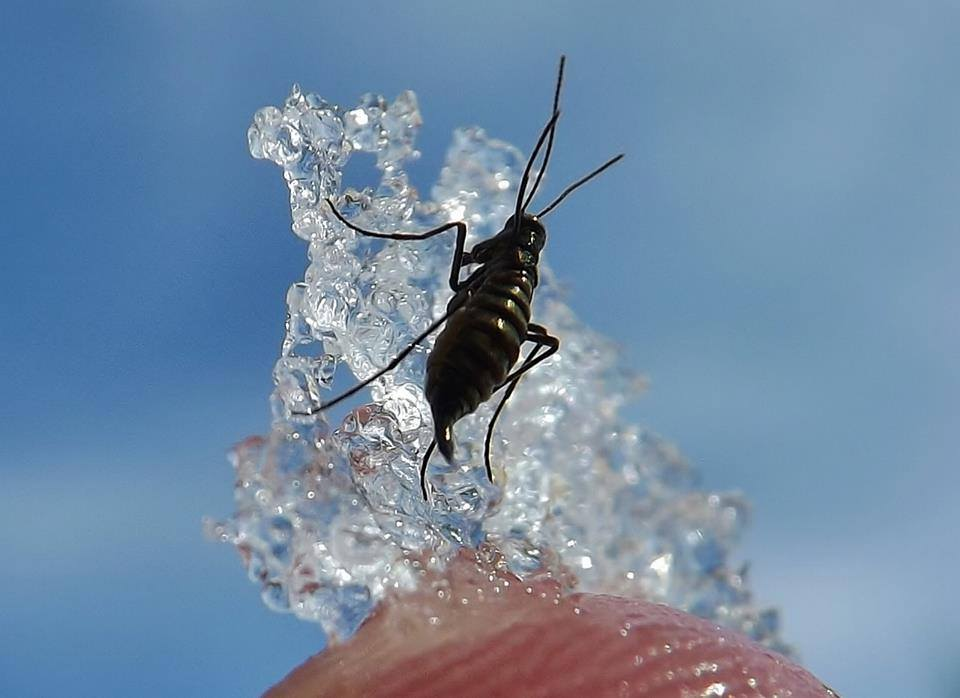 6 Animals That Survive Being Frozen