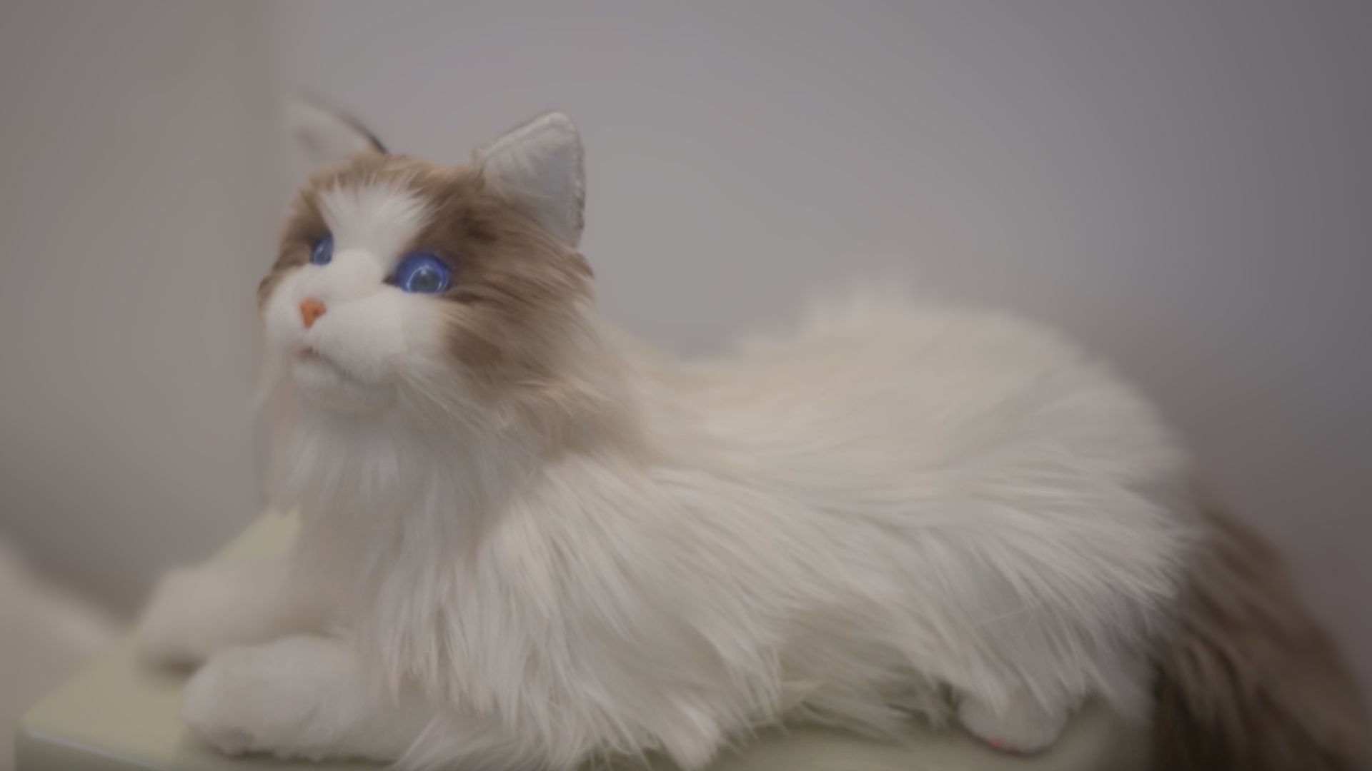 MarsCat: World’s first bionic pet cat will purr its way into your heart