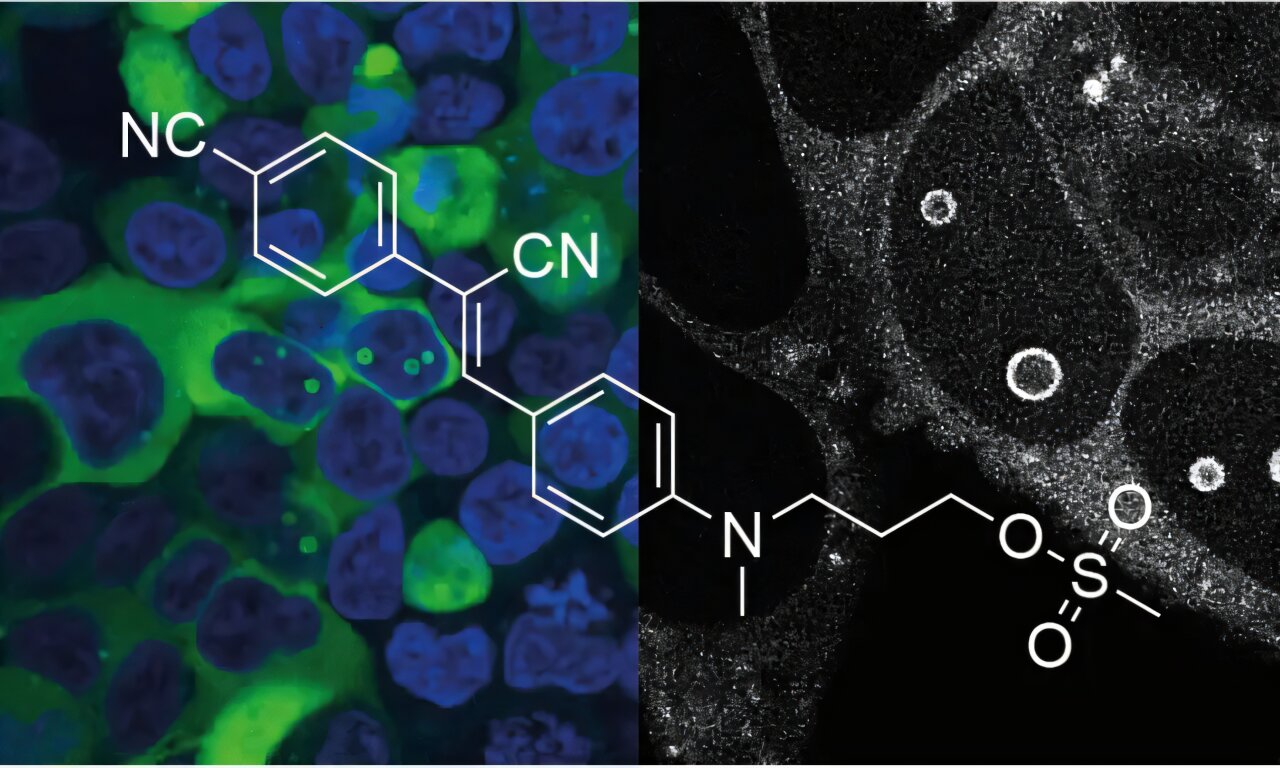 Fluorescent RNA complexes offer new insights into cellular dynamics
