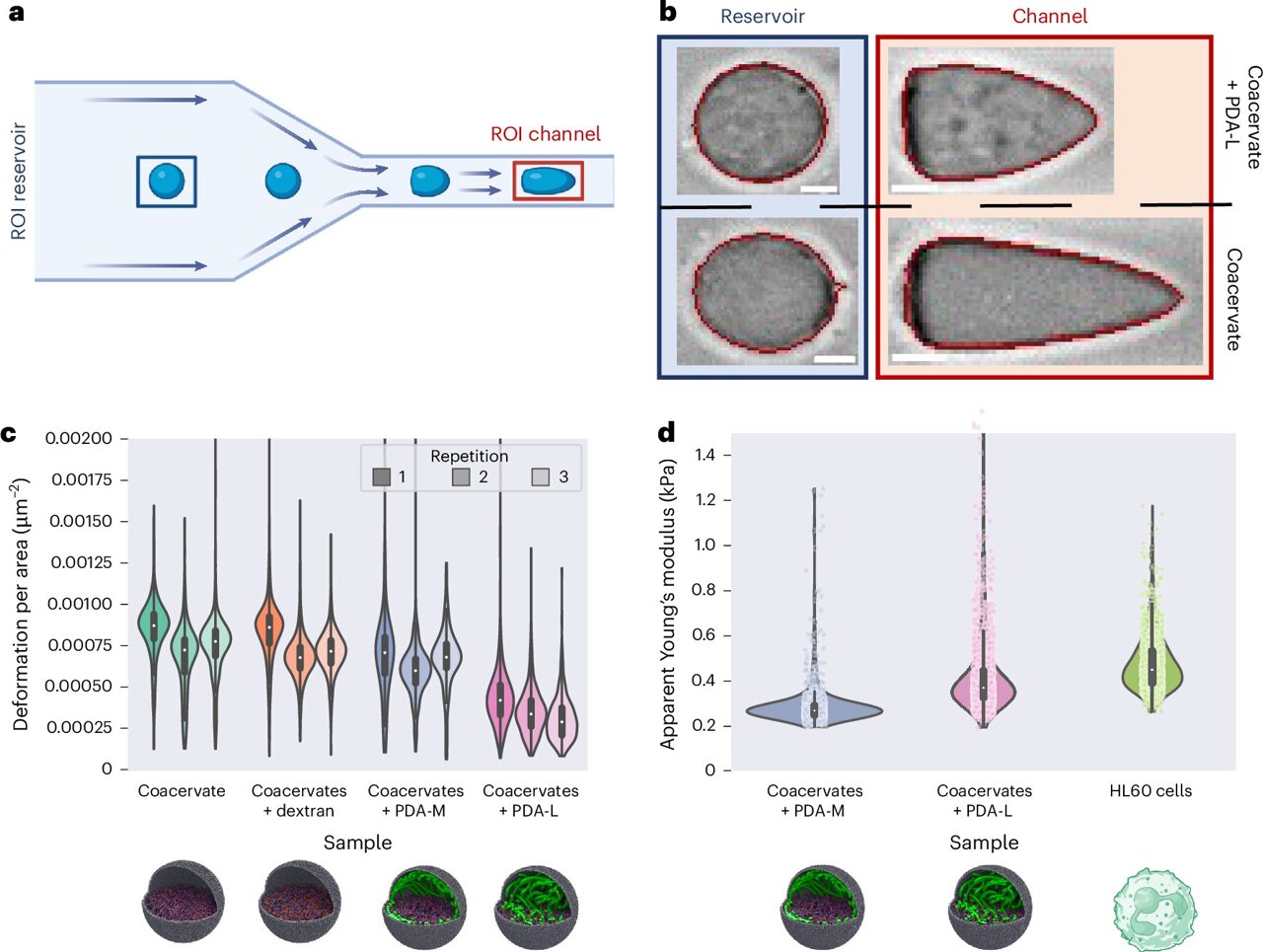 Polymer-based network gives artificial cells a life-like cytoskeleton