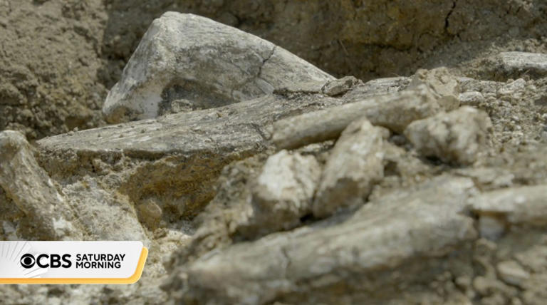 3 million-year-old tools found in the ‘cradle of humankind’ offer ...