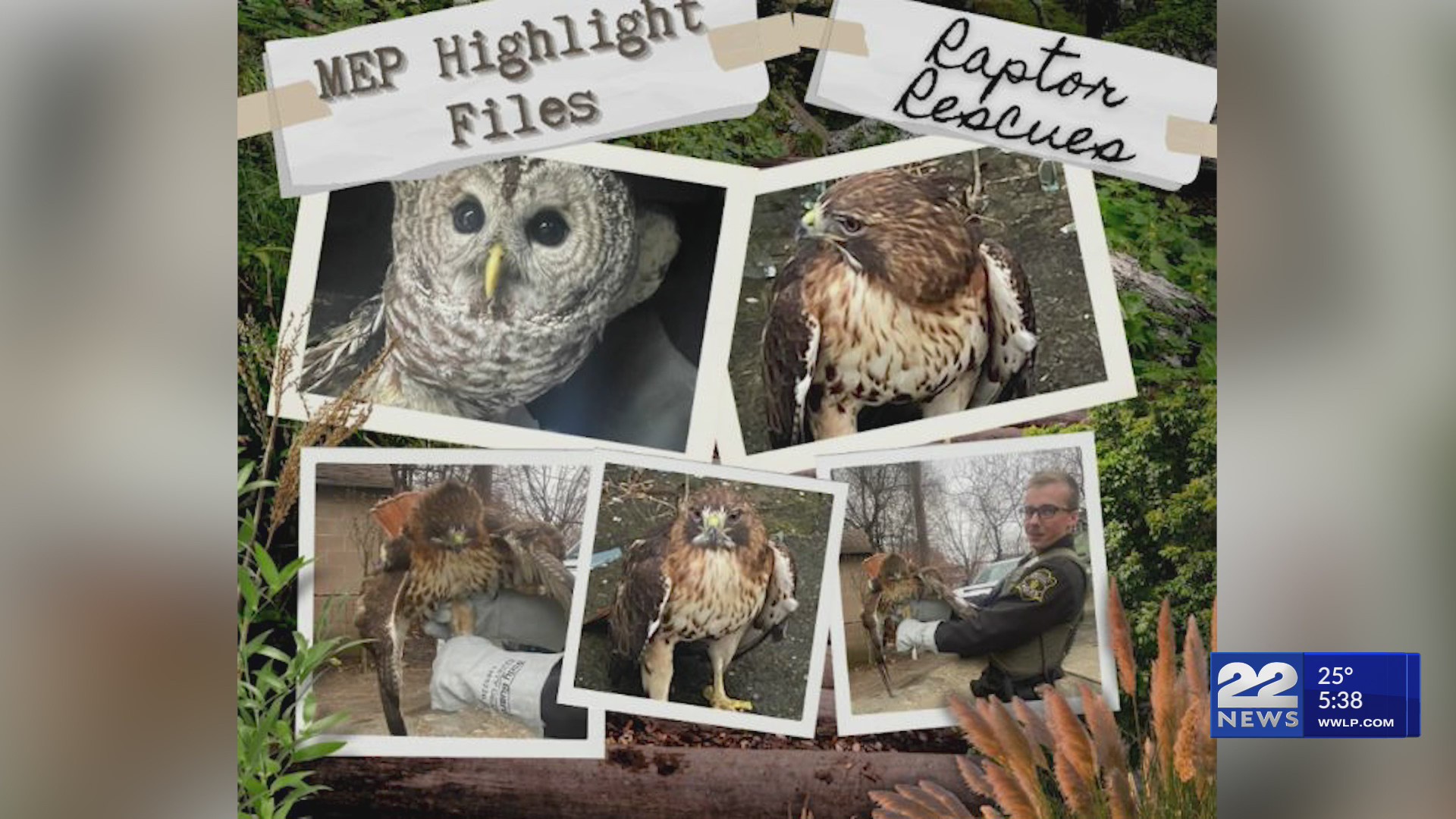 Injured red-tailed hawk rescued in Chicopee