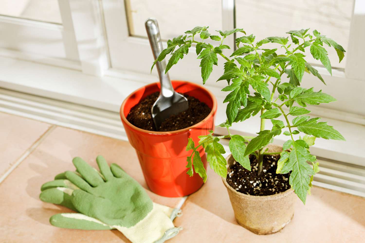 10 Must-Know Tips for Growing Tomatoes Indoors