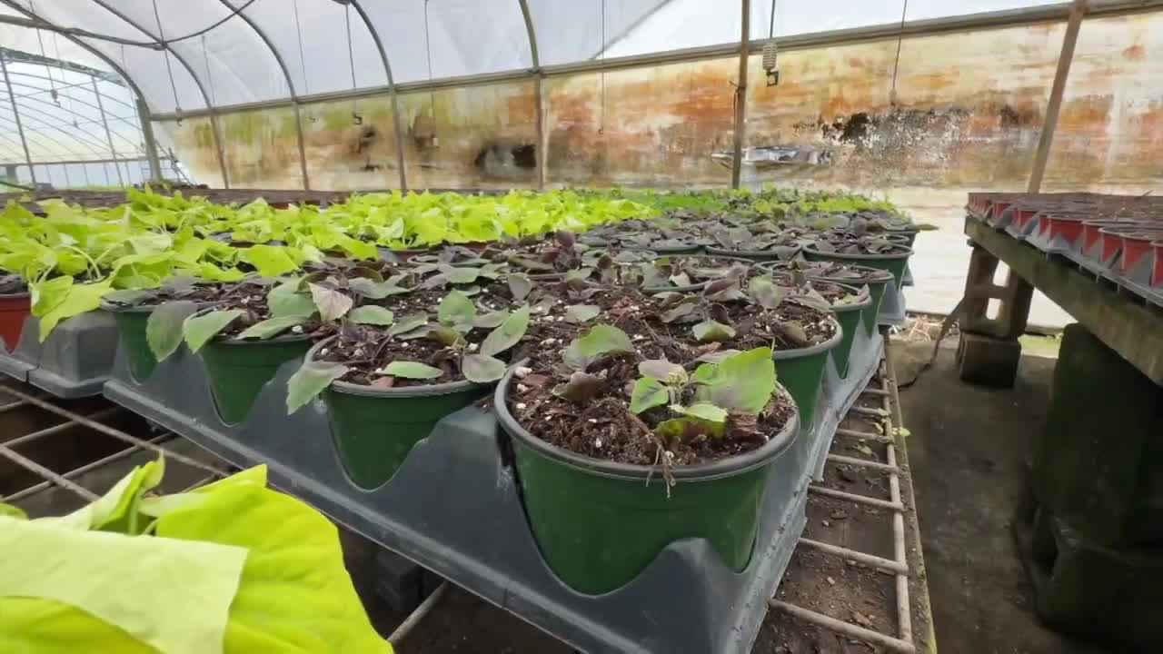 How local temperatures could impact South Florida plants and crops How local temperatures could impact South Florida plants and crops