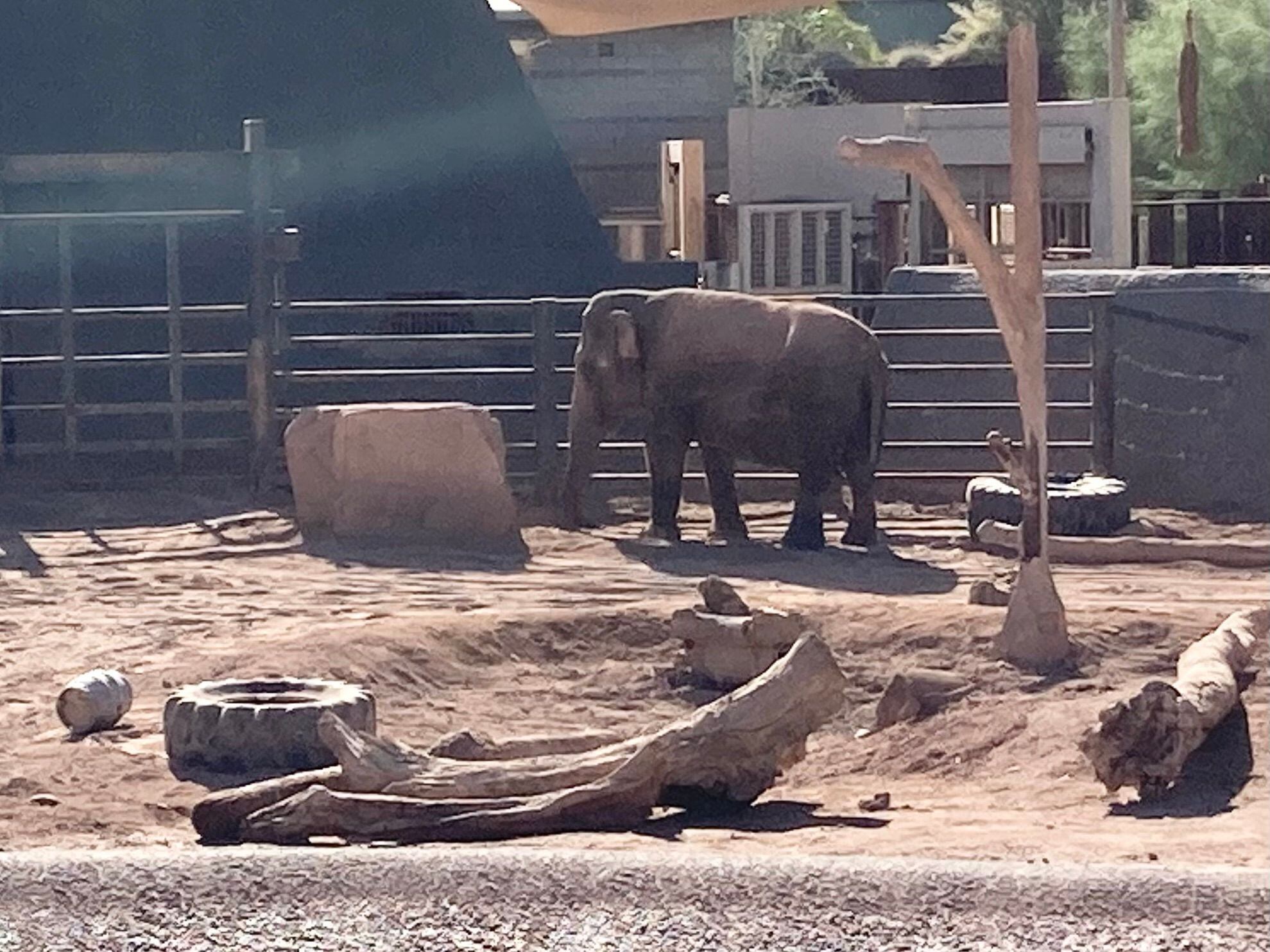 Phoenix Zoo disputes claims of elephant’s poor welfare in exhibit