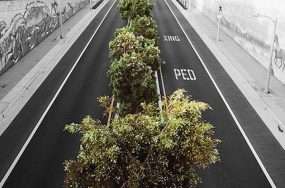 Planting the wrong trees in the wrong places can diminish their cooling ...