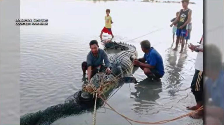 18-ft crocodile found in Tawi-Tawi shore