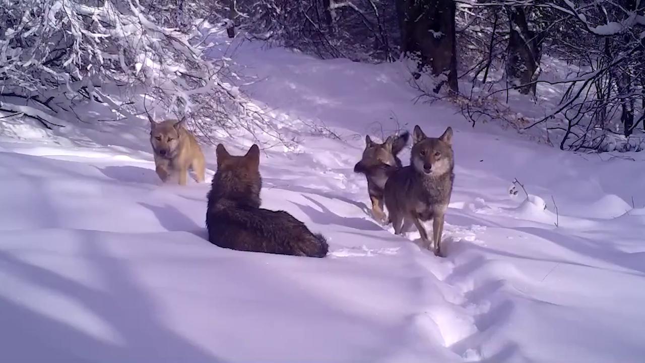 Pack of wolves filmed play fighting in the snow before they make up and ...