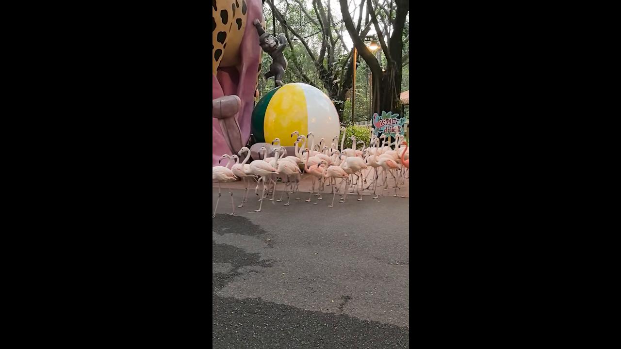 Flamingos flex their legs as they walk through zoo