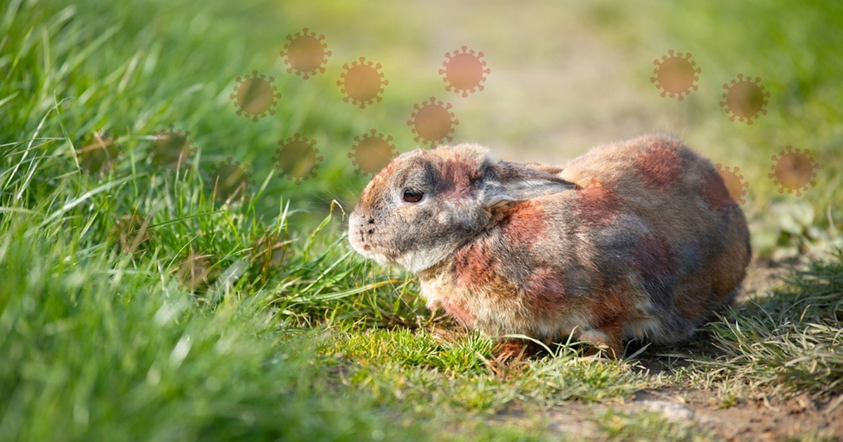 Rabbit Fever Cases Rise 56% Across the U.S.