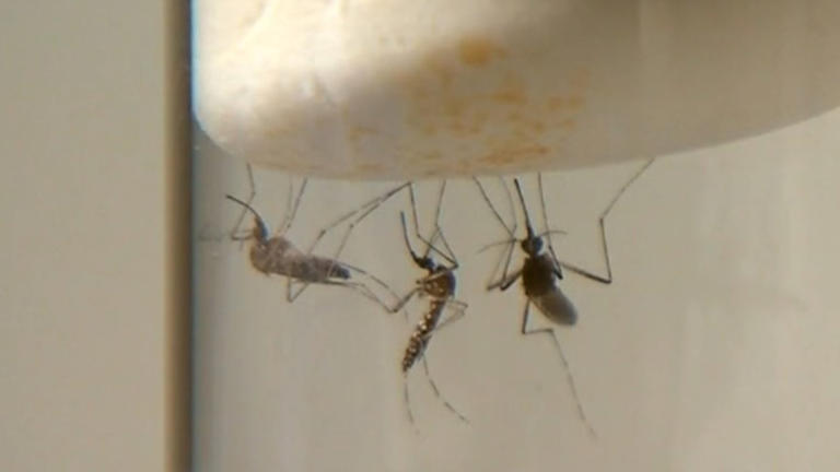 Genetically modified mosquitoes could soon be released in one Aussie state