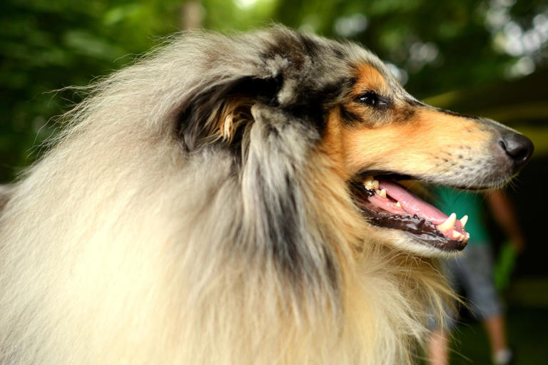 Most Aggressive Dogs 2025: These are the 10 breeds of dog most likely to show aggression ...