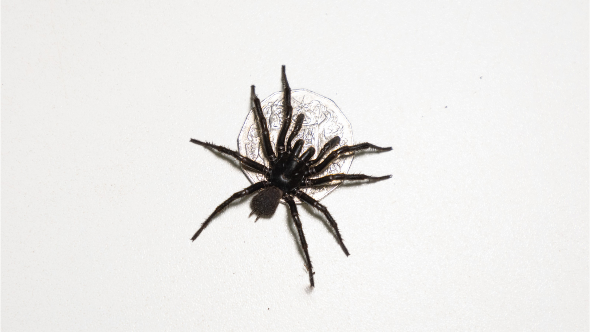 La plus grande araignée à toile-entonnoir jamais trouvée nommée d'après ...