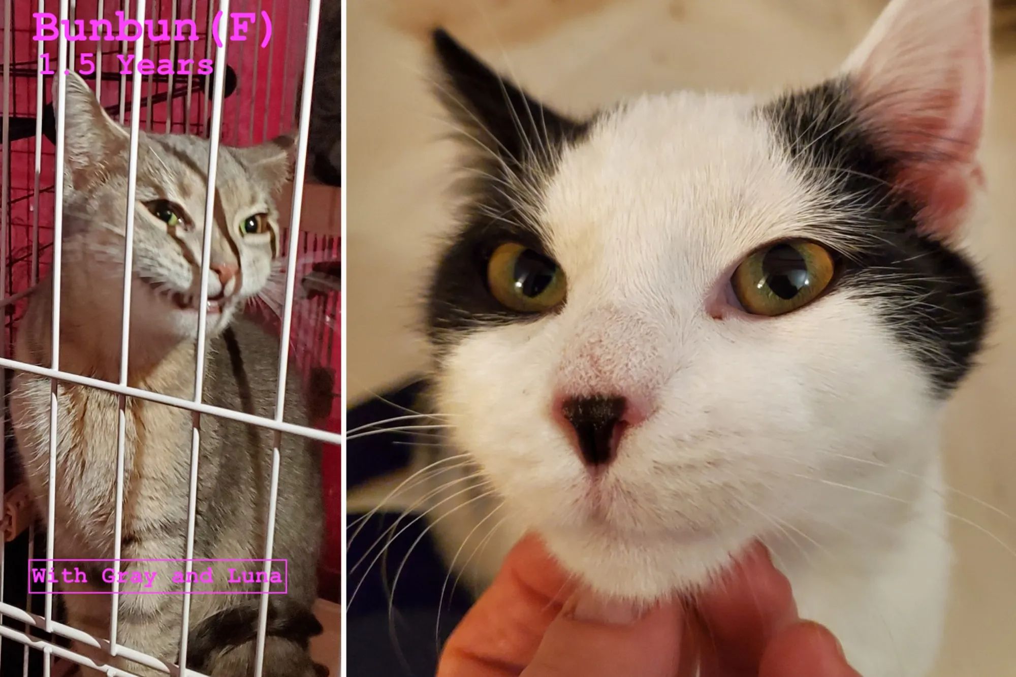 Over a dozen hoarded cats may be released onto NYC streets Thursday as ...