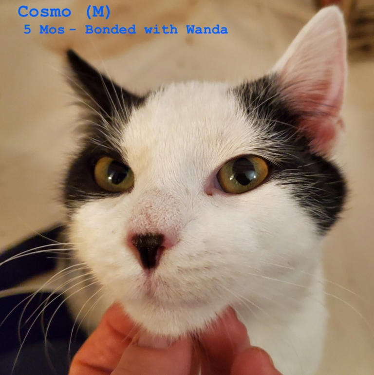 Over a dozen hoarded cats may be released onto NYC streets Thursday as ...