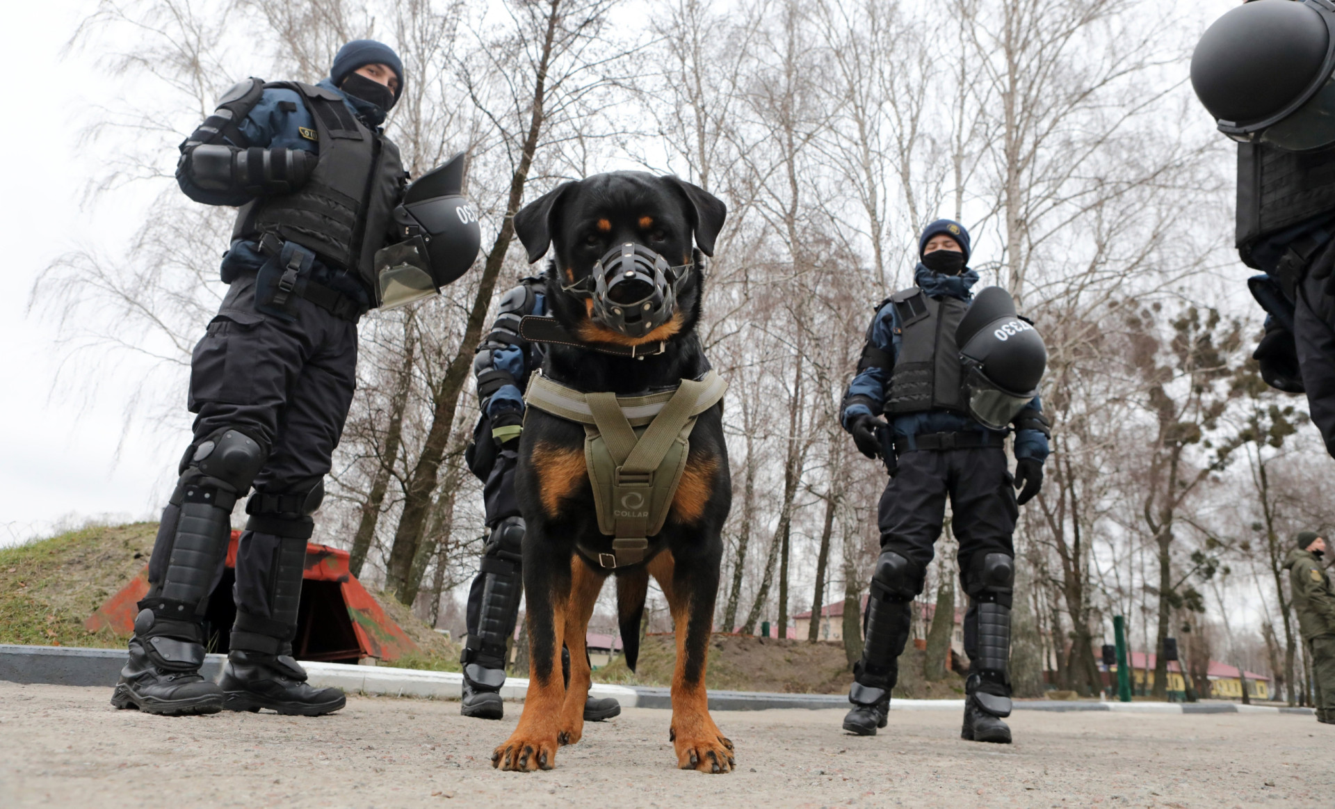 The most expensive dog breeds in the world