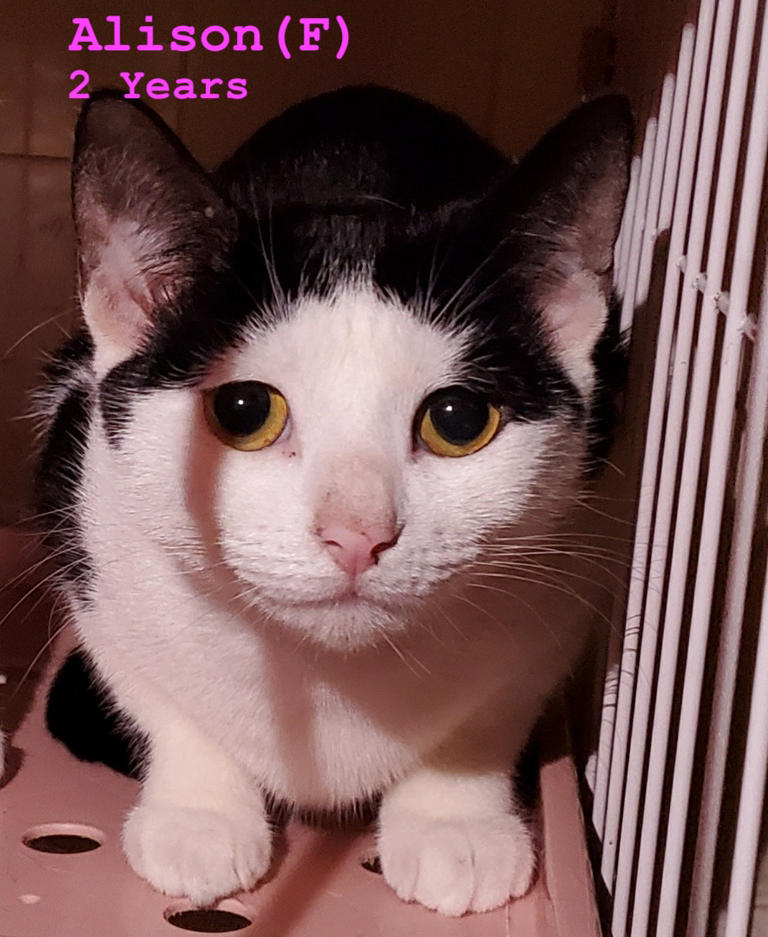 Over a dozen hoarded cats may be released onto NYC streets Thursday as ...