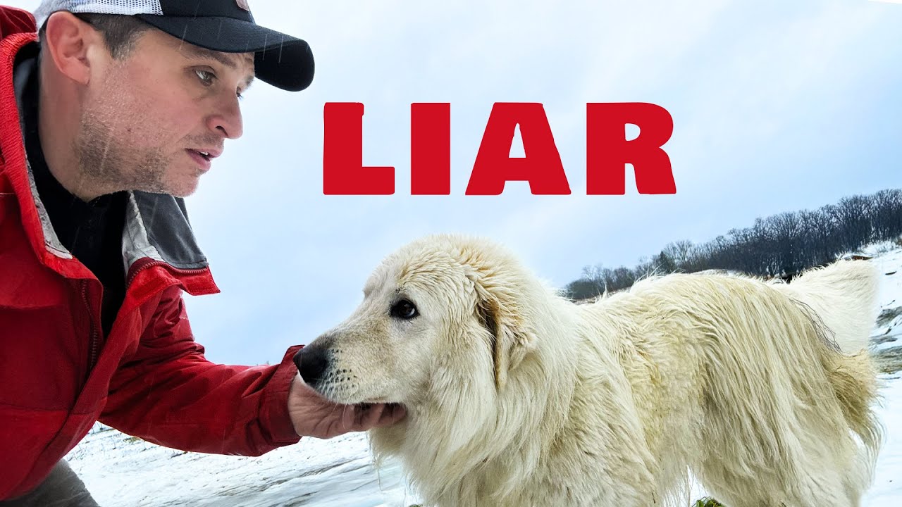 How my farm dog became a mischievous thief