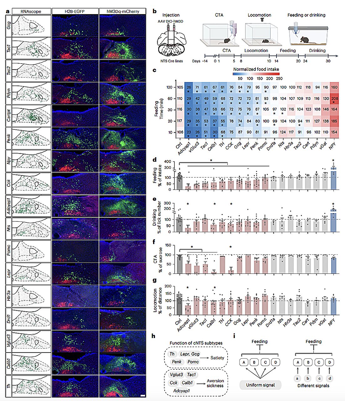 Neuronal subtypes study uncovers parallel gut-to-brain pathways that ...