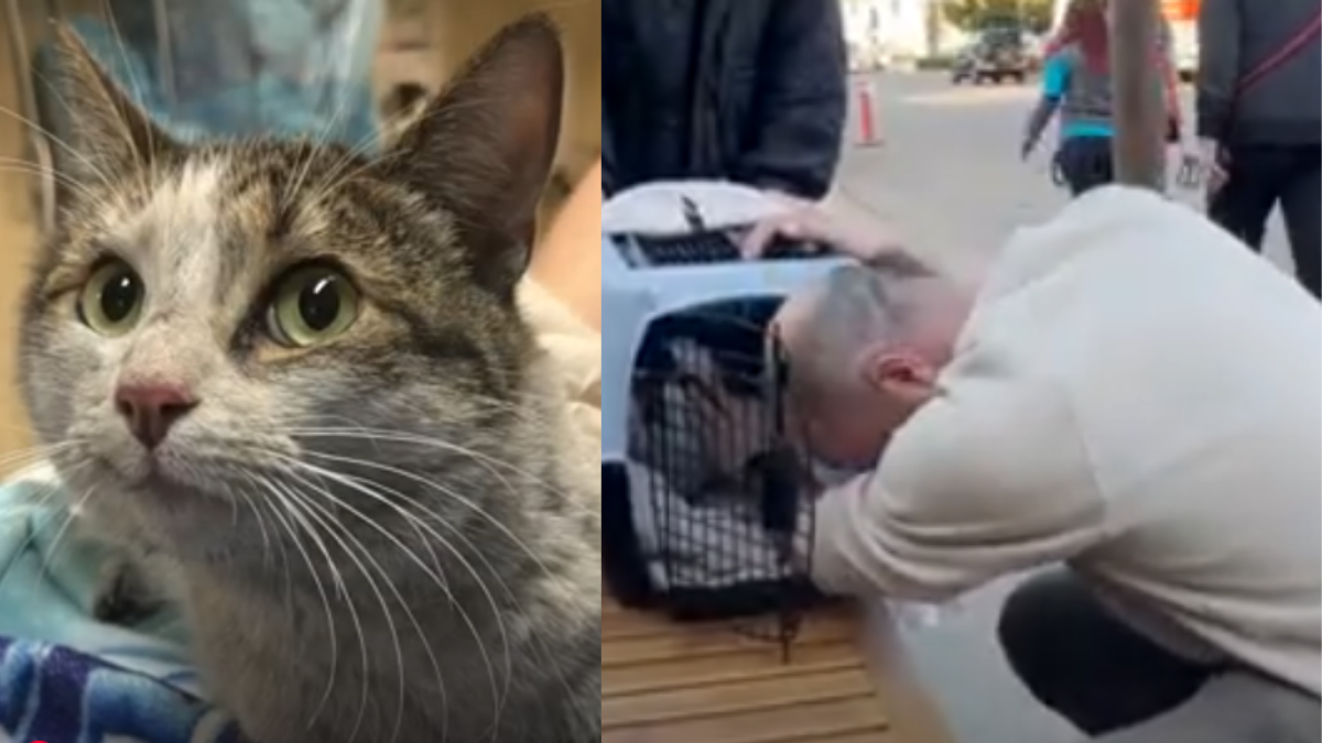 Altadena Man Cries With Joy After Reuniting With Cat Who Went Missing ...
