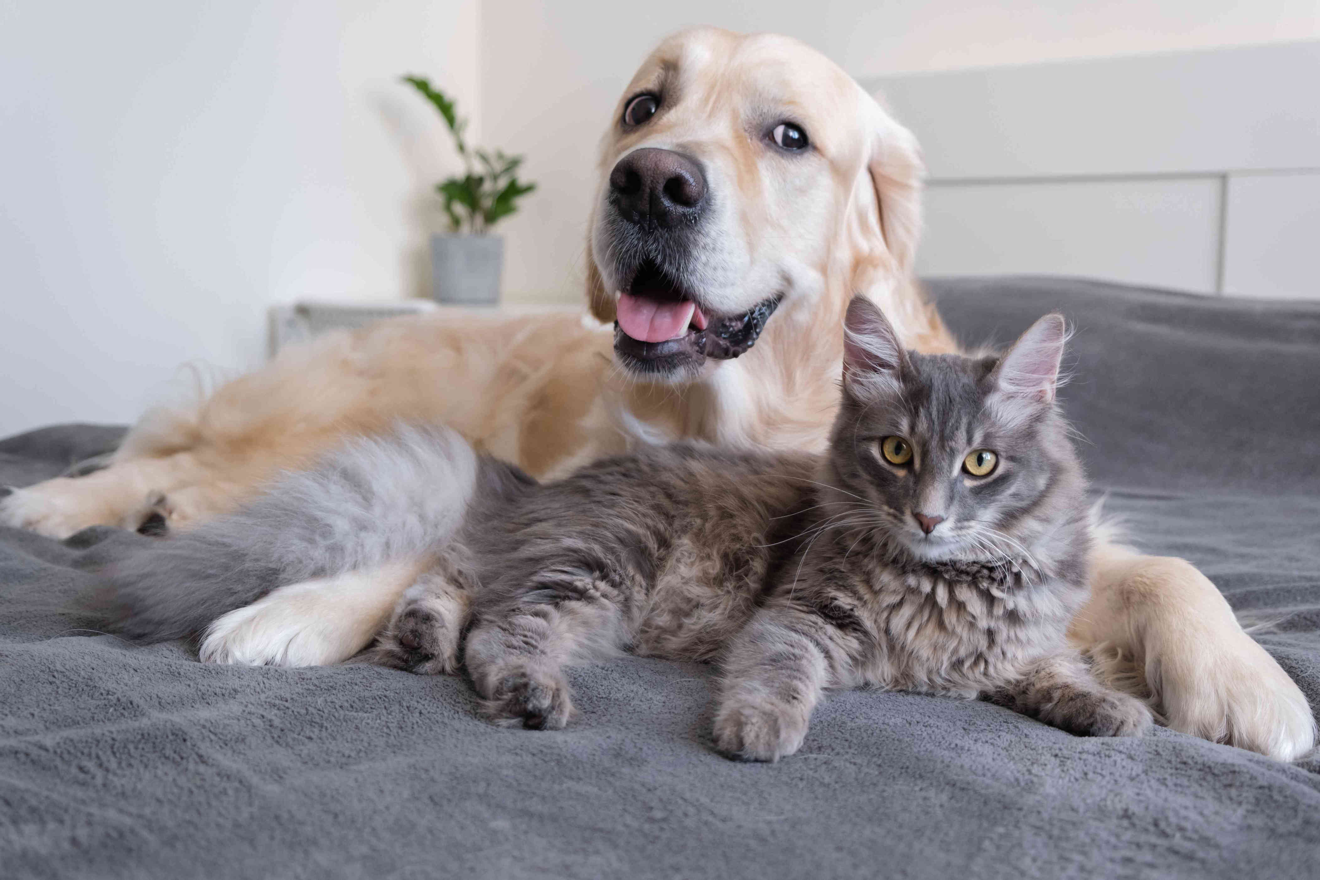 14 Cleaning Tips Every Pet Owner Should Know