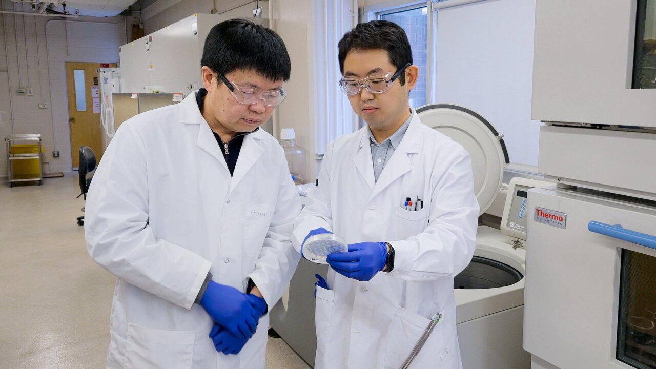 Genetically engineered yeast produces high levels of healthy fatty acid