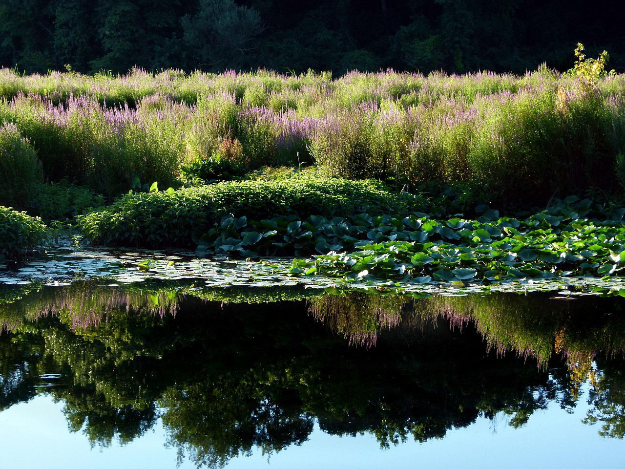 How Artificial Intelligence Can Help Us Understand Invasive Species How Artificial Intelligence Can Help Us Understand Invasive Species