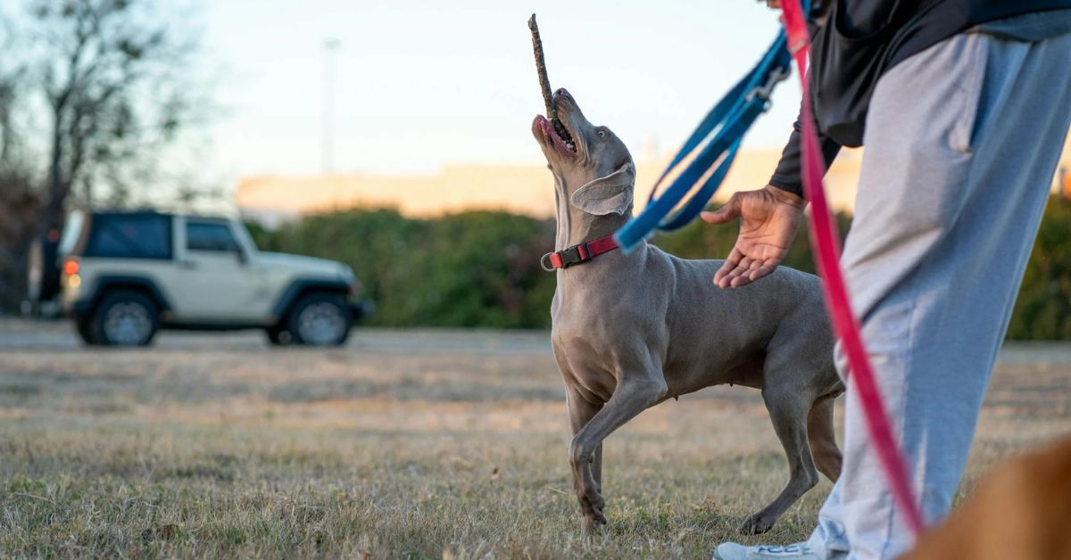 10 Ways To Curb Prey Drive In Dogs