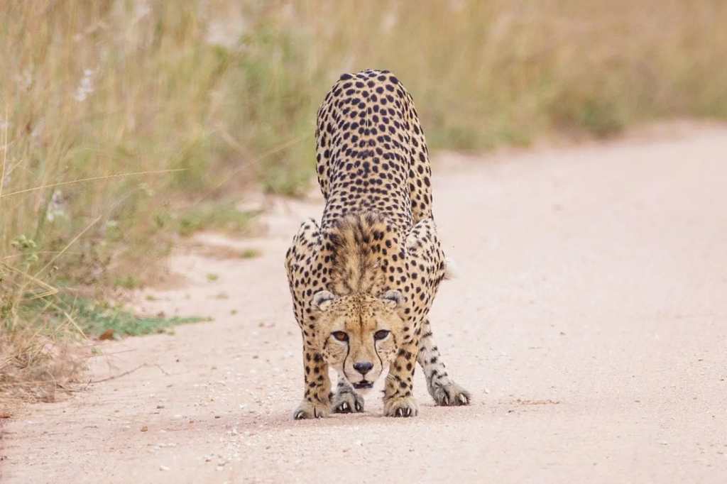 10 Reasons Why the Cheetah is So Fast