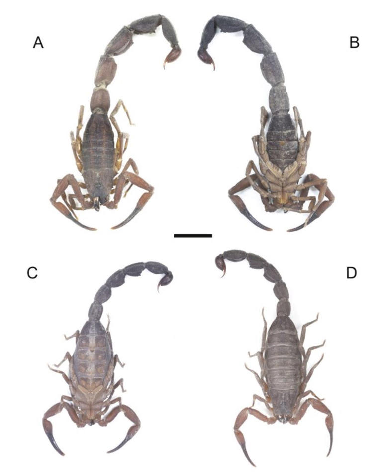 Scientists discover rare venom-spraying scorpion in Columbia