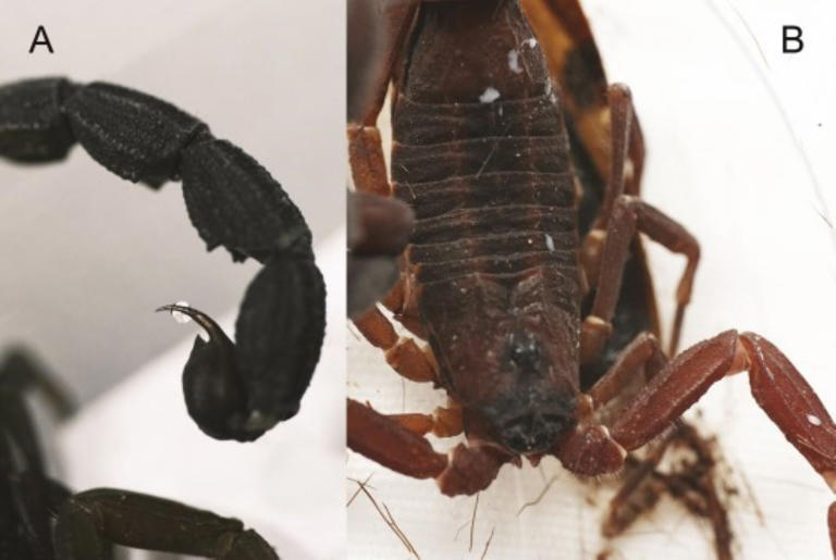 Scientists discover rare venom-spraying scorpion in Columbia