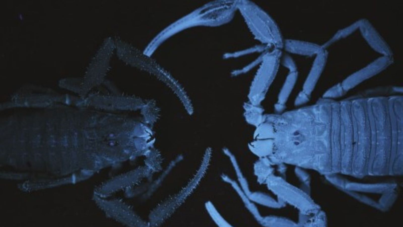 Scientists discover rare venom-spraying scorpion in Columbia