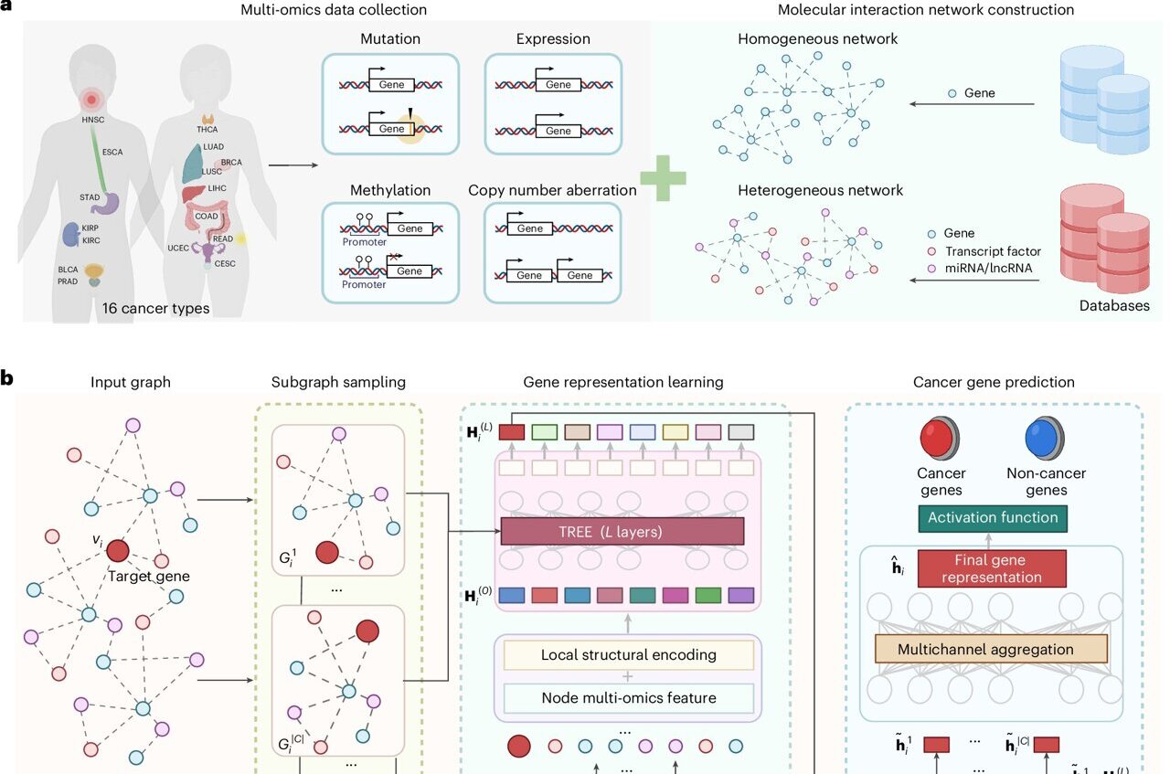 Graph machine learning model shows potential for predicting cancer genes