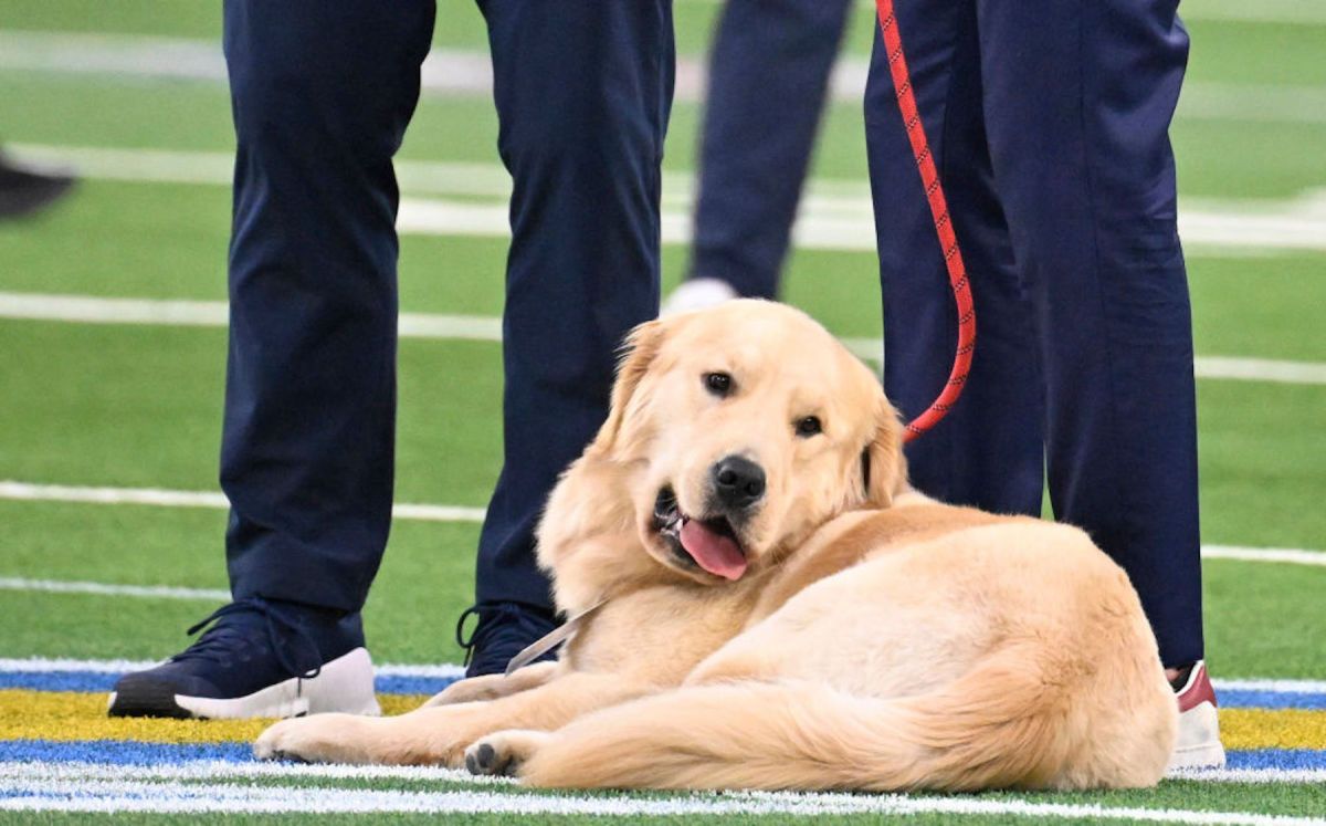 Kirk Herbstreit's Golden Retriever 'Peter' Steals the Show at College ...