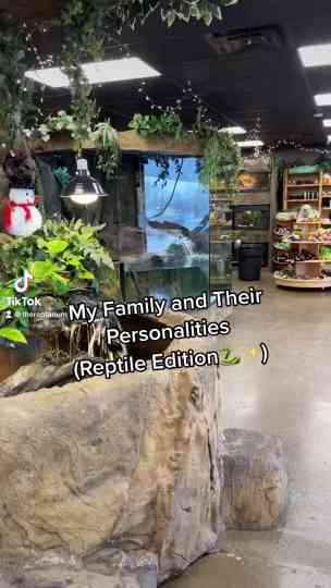 THE REPTARIUM - My family and their personalities
