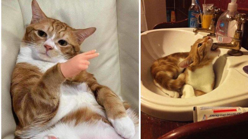 24 Adorable Cats We Totally Understand