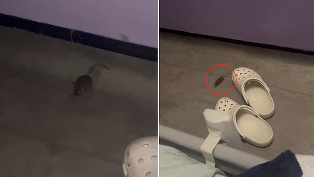 Horrific moment mouse runs around Walsall Manor Hospital