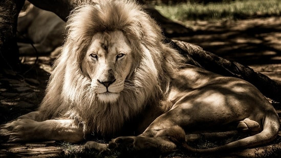 Pakistani man suffers severe injuries after lion attacks him while ... Pakistani man suffers severe injuries after lion attacks him while ...