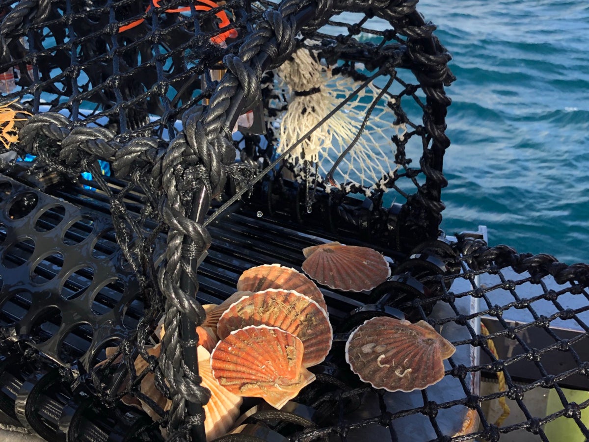 Underwater footage show Disco Scallops dance into lobster pots and onto ...