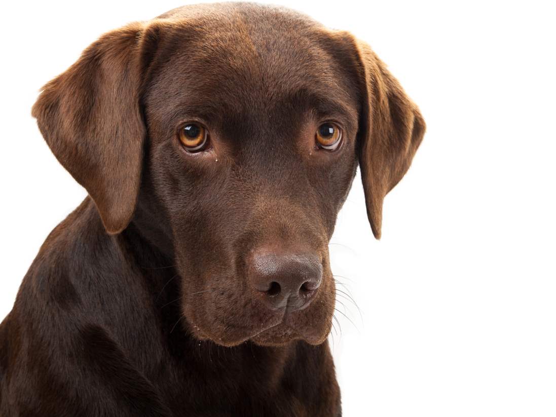 Les races de chiens les plus craintives