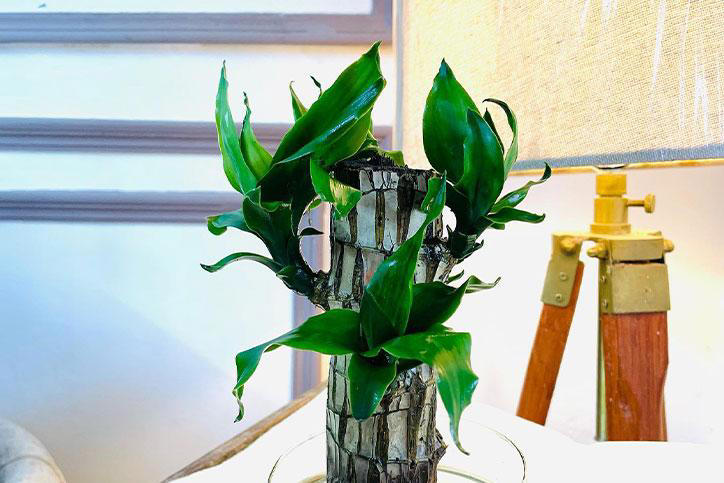 Benefits of Growing Brazilian Lucky Wood Plant