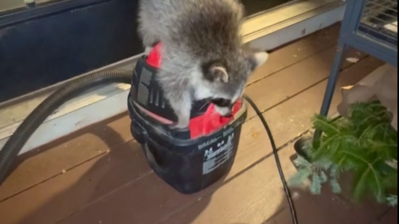 Two baby raccoons fight over the top spot on a vacuum cleaner