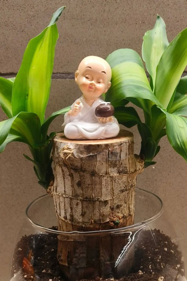 Benefits of Growing Brazilian Lucky Wood Plant