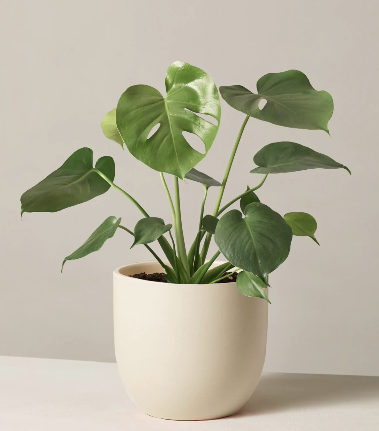 The 35 Best Office Plants That Will Perk Up Your Workspace