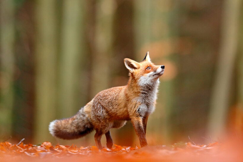 12 States with the Biggest Fox Population