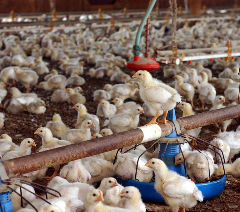 Bird flu has caused growing problems around US. Here's latest on ...